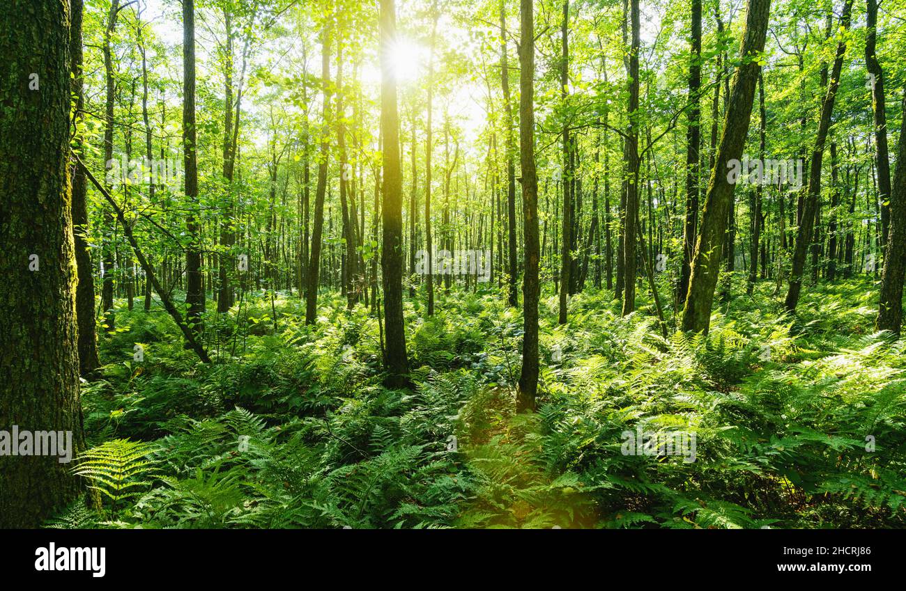 Sun shining through forest ferns hi-res stock photography and images ...