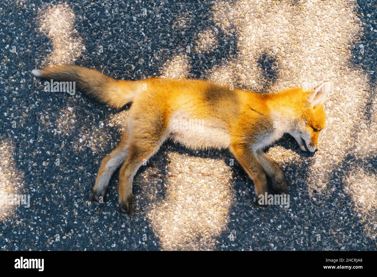 Dead fox killed on the road Stock Photo - Alamy