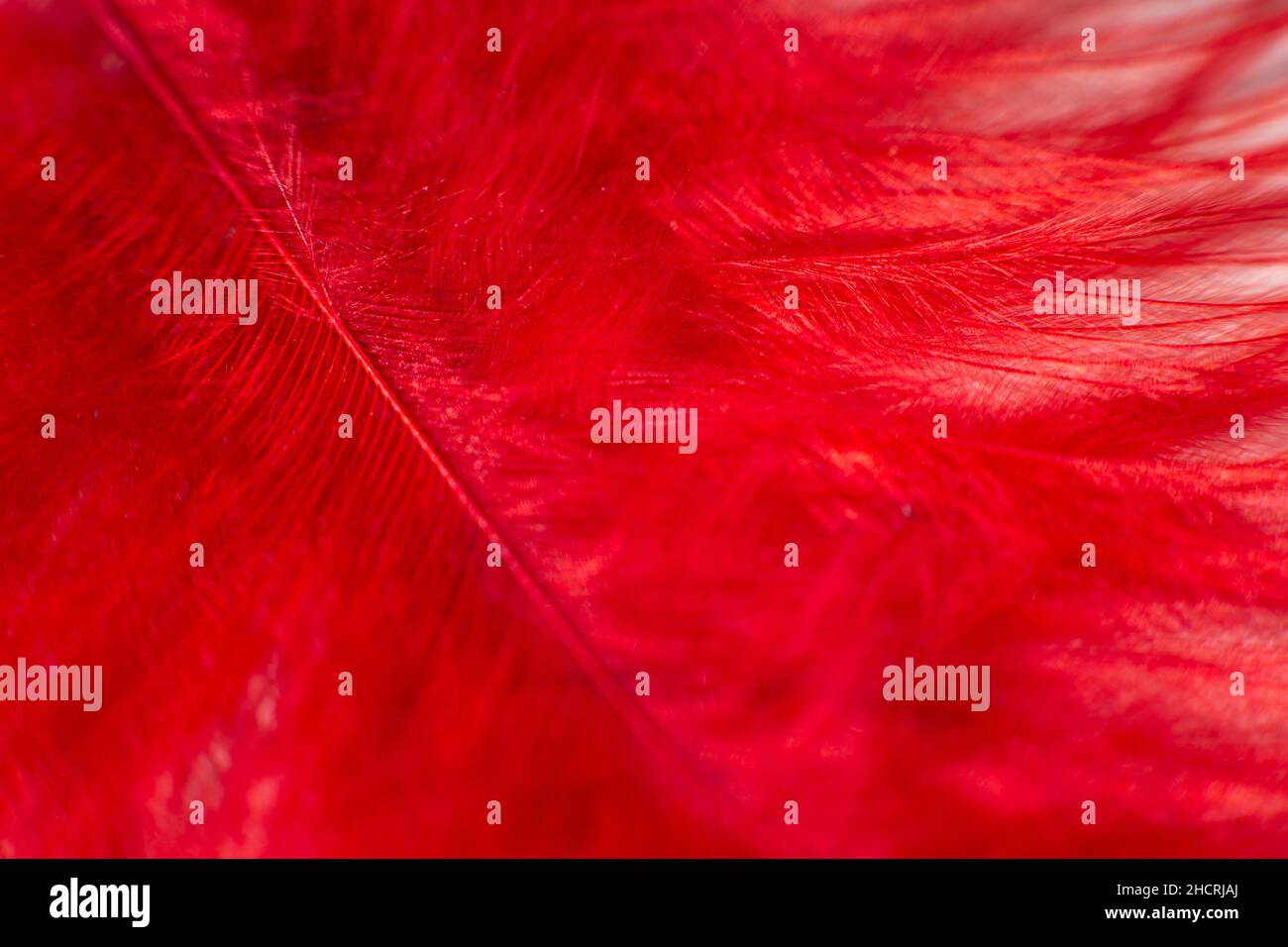 Bird with red color hi-res stock photography and images - Alamy