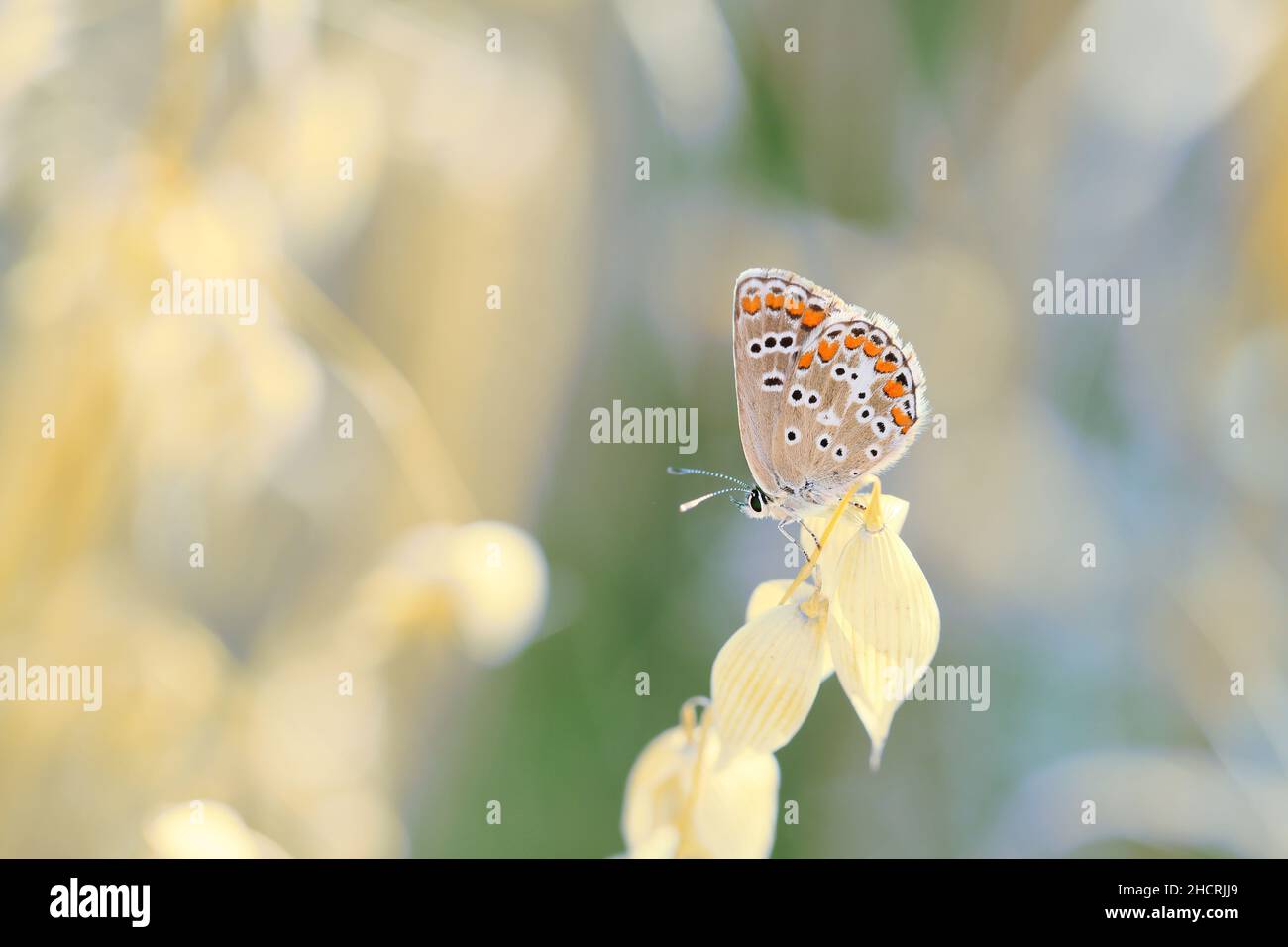Little yellow butterflies hi-res stock photography and images - Alamy
