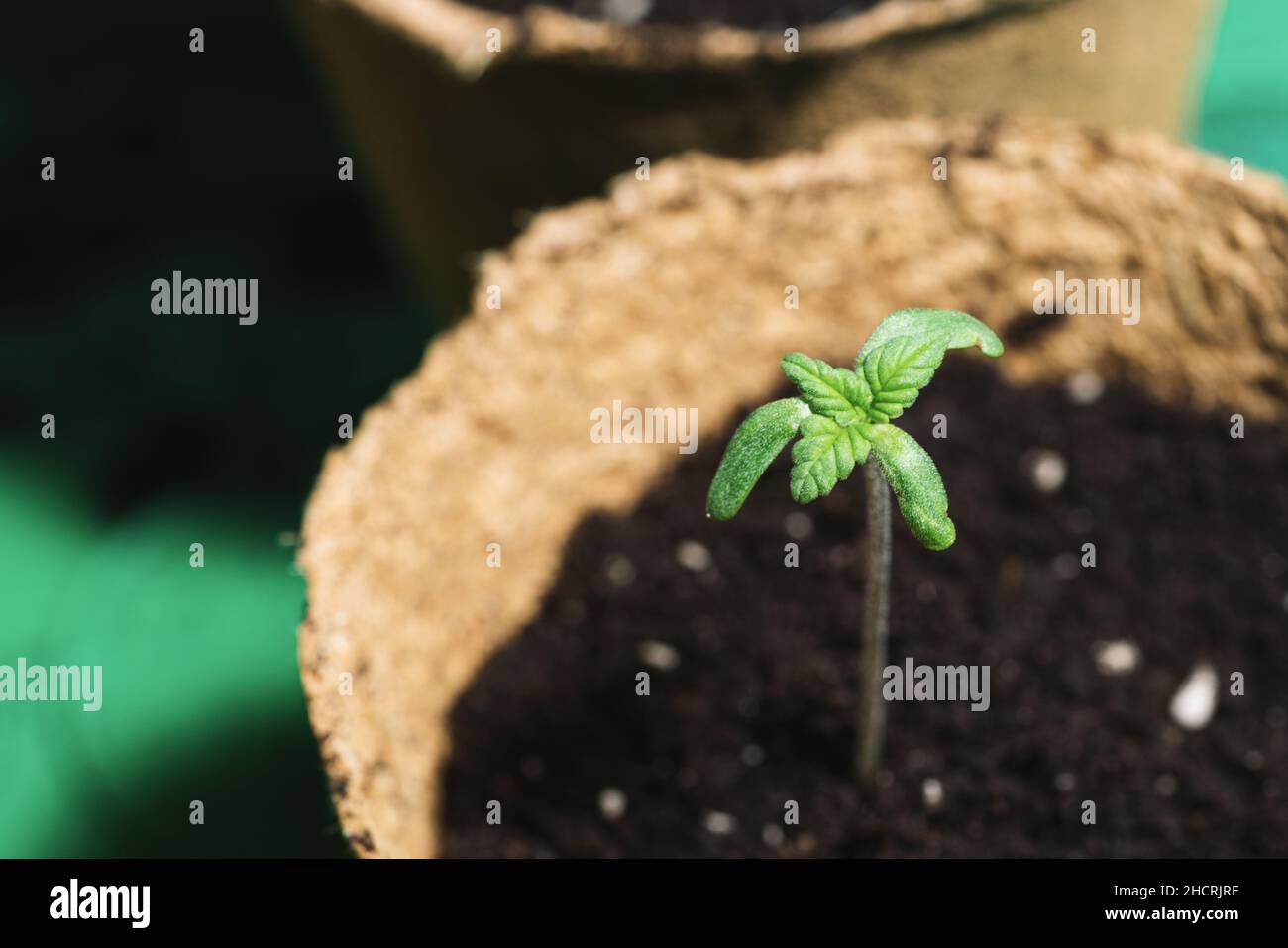 young cannabis sprout i a pot Stock Photo - Alamy