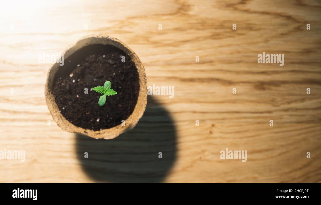 Baby Weed Plant Stages