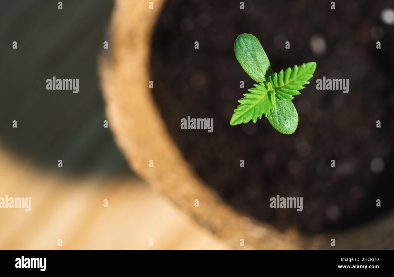 small plant of cannabis seedlings, Indoor marijuana growing concept ...