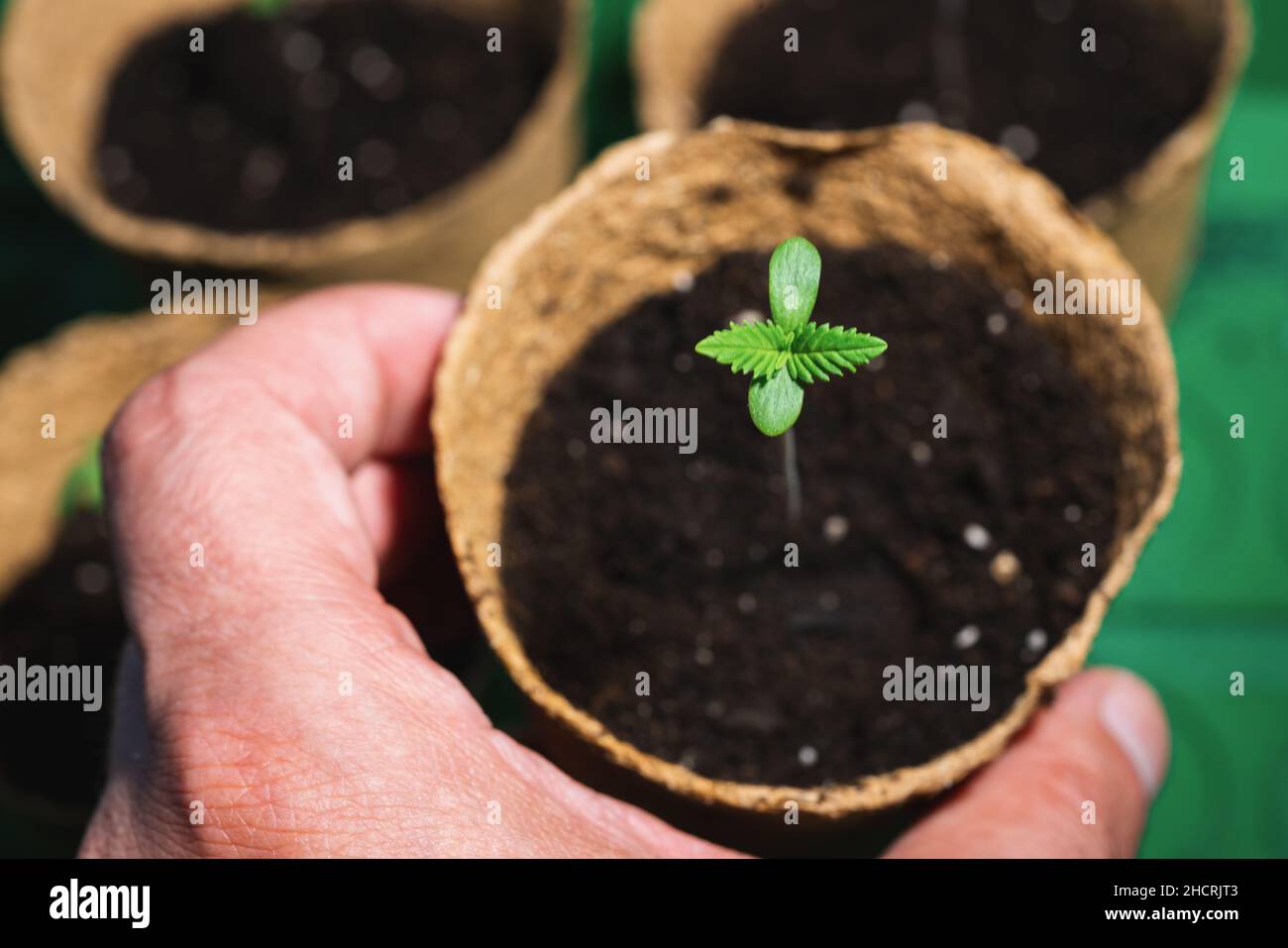 small plant of cannabis seedlings at the stage of vegetation holding by ...