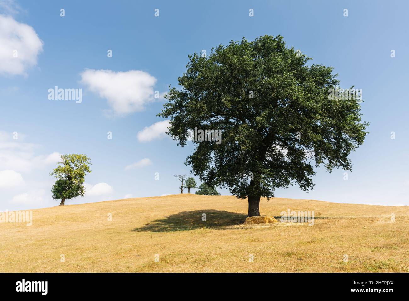 oak tree in a summer landscape Stock Photo - Alamy