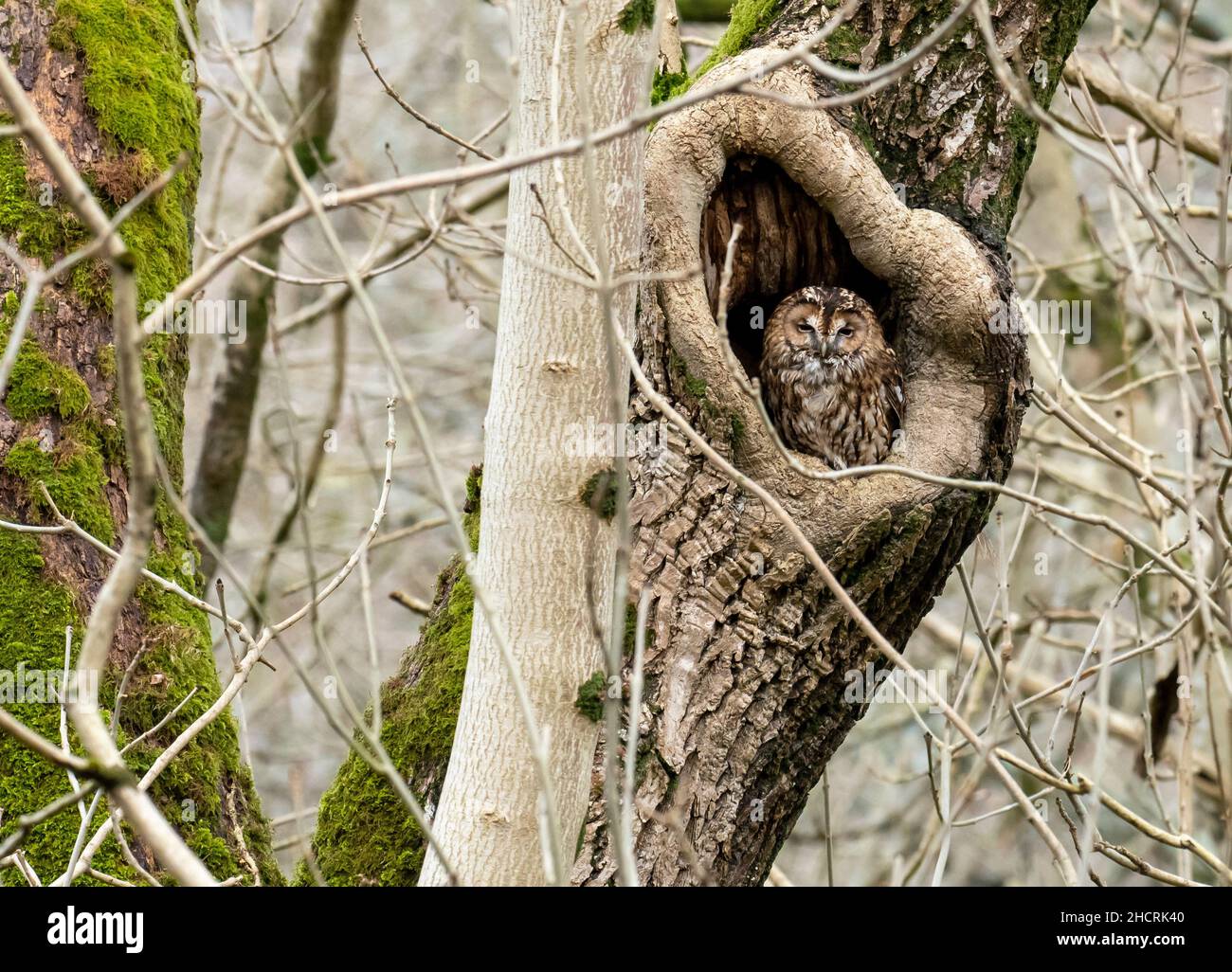 A Tawny Owl, Strix aluco, in Ambleside, Lake District, UK Stock Photo ...