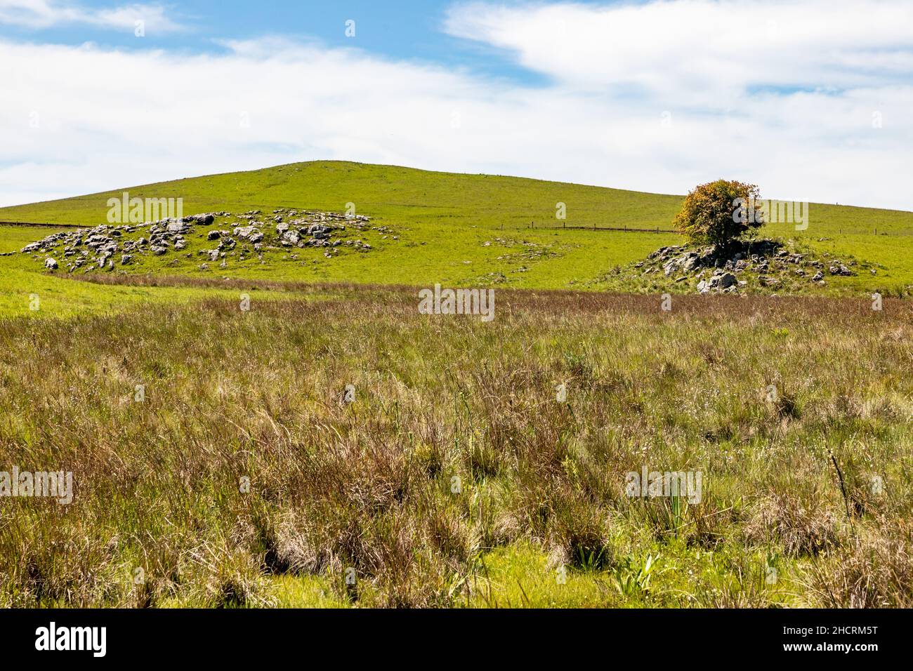 Tree and rocks in a farm field, Jaquirana, Rio Grande do Sul, Brazil ...
