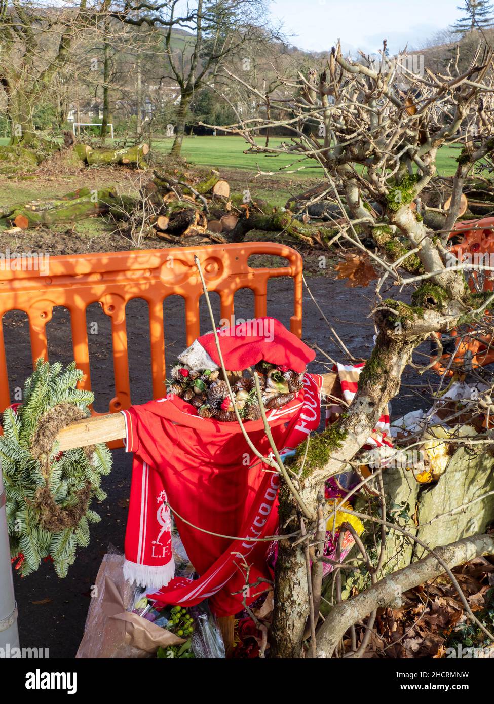 Death of huge tree hi-res stock photography and images - Alamy