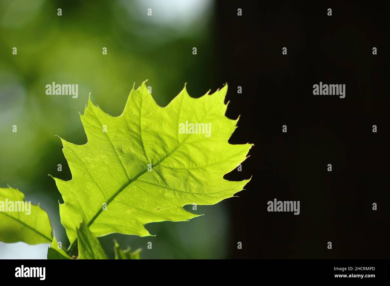 Northern red oak quercus rubra at spring hi-res stock photography and ...