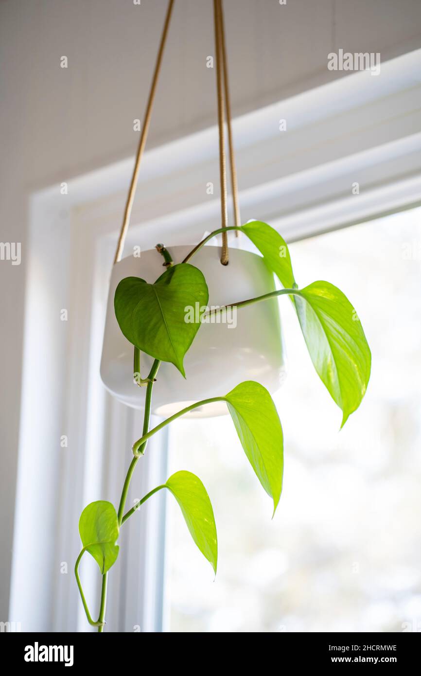 Pothos plant in a hanging ceramic white pot Stock Photo - Alamy