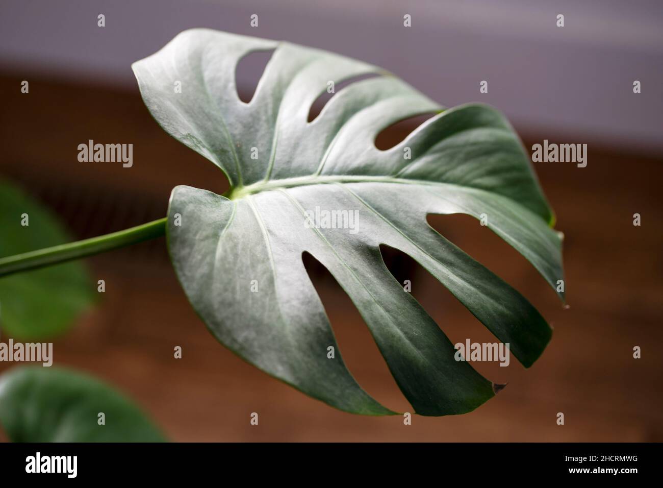 Beautiful large monstera plant leaf Stock Photo - Alamy