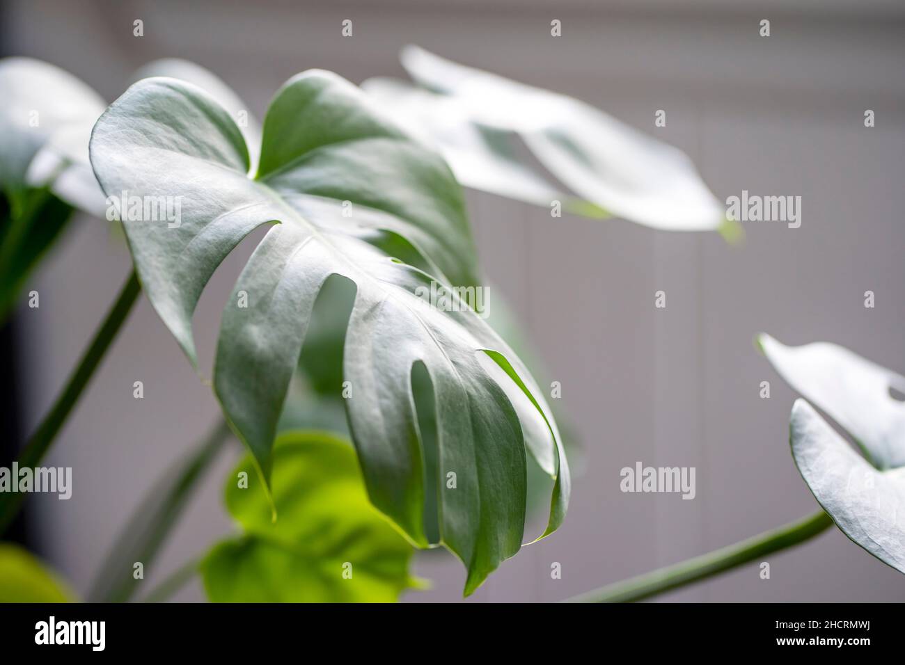 Monstera plant leaf hi-res stock photography and images - Alamy