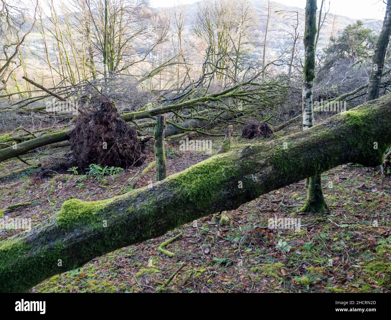 Trees in Ambleside blown over in woodland by Storm Arwen, an extrmely ...