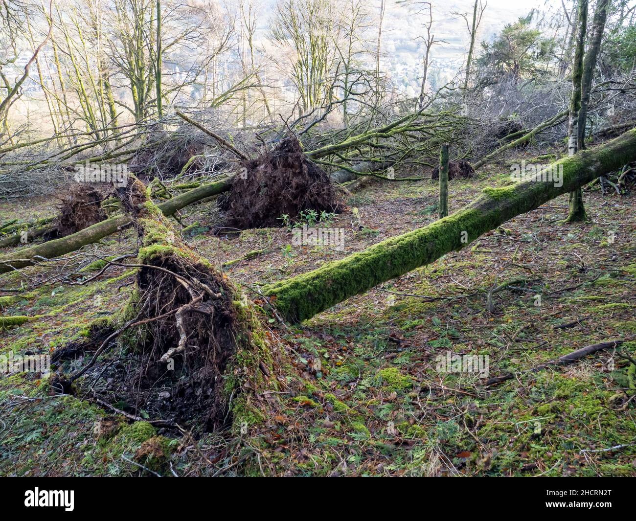 Trees in Ambleside blown over in woodland by Storm Arwen, an extrmely ...