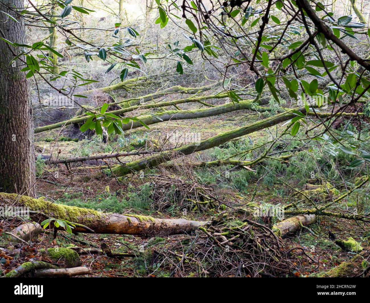 Trees in Ambleside blown over in woodland by Storm Arwen, an extrmely ...