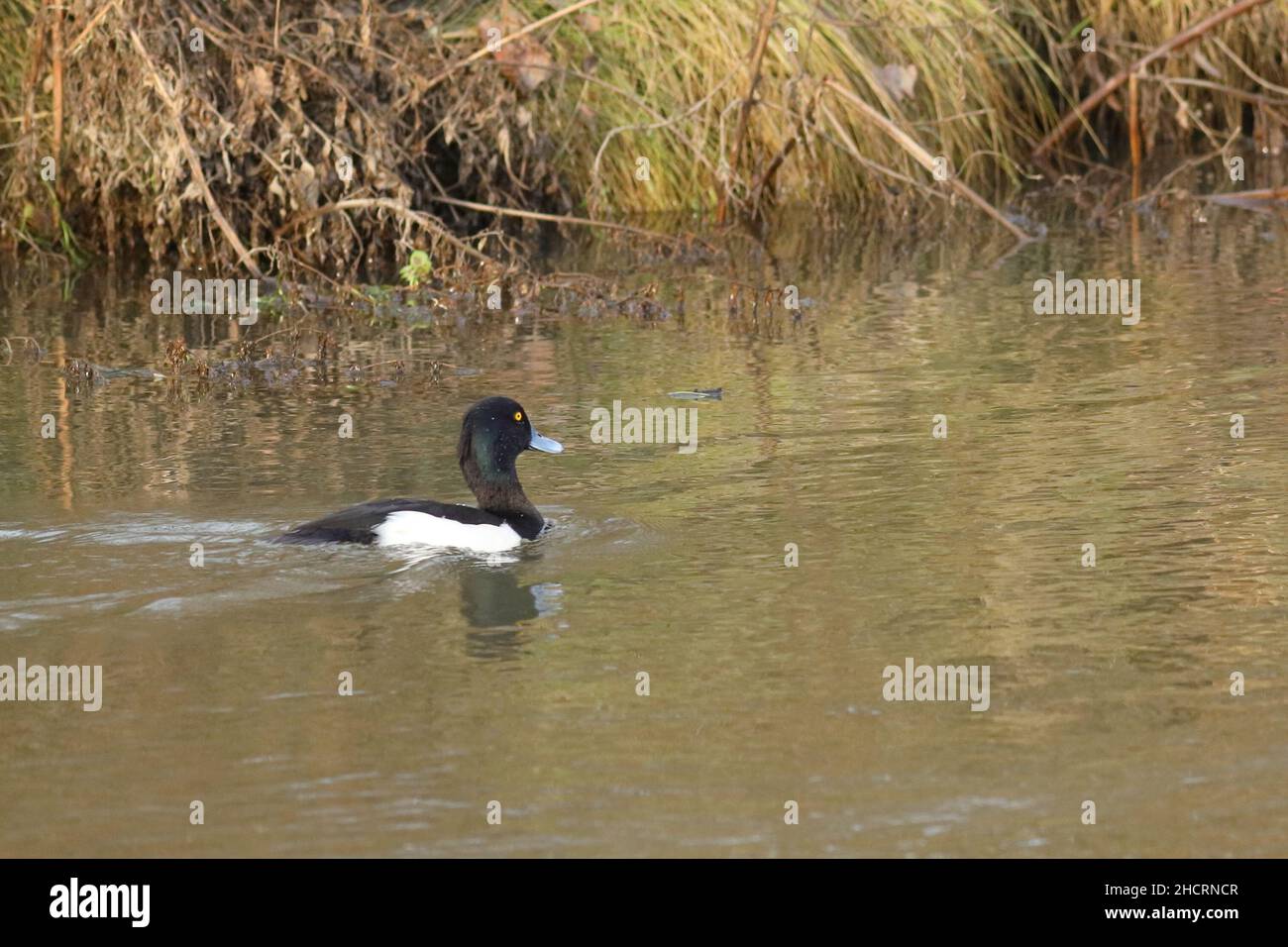 swimming bird in river Stock Photo - Alamy
