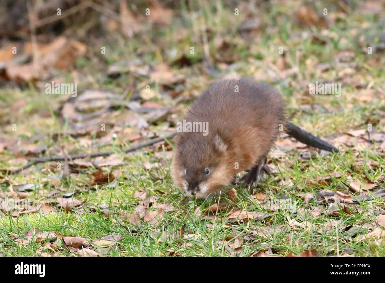 Muskrat up close hi-res stock photography and images - Alamy