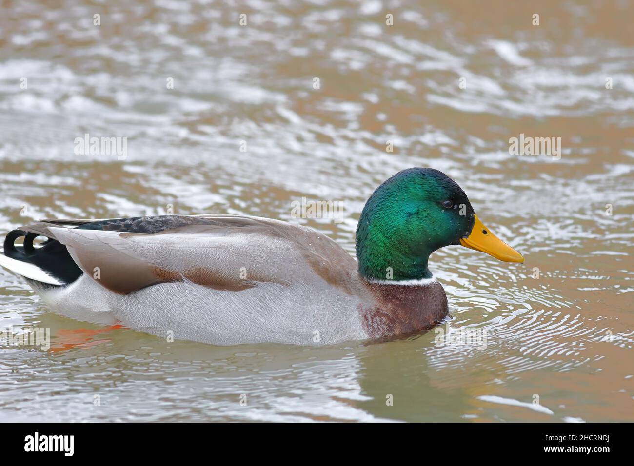 close up of a duck swimming in water Stock Photo - Alamy