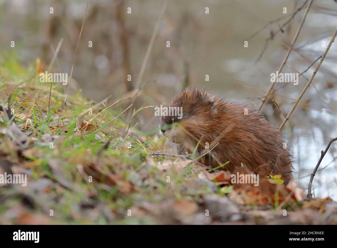 One muskrat hi-res stock photography and images - Alamy