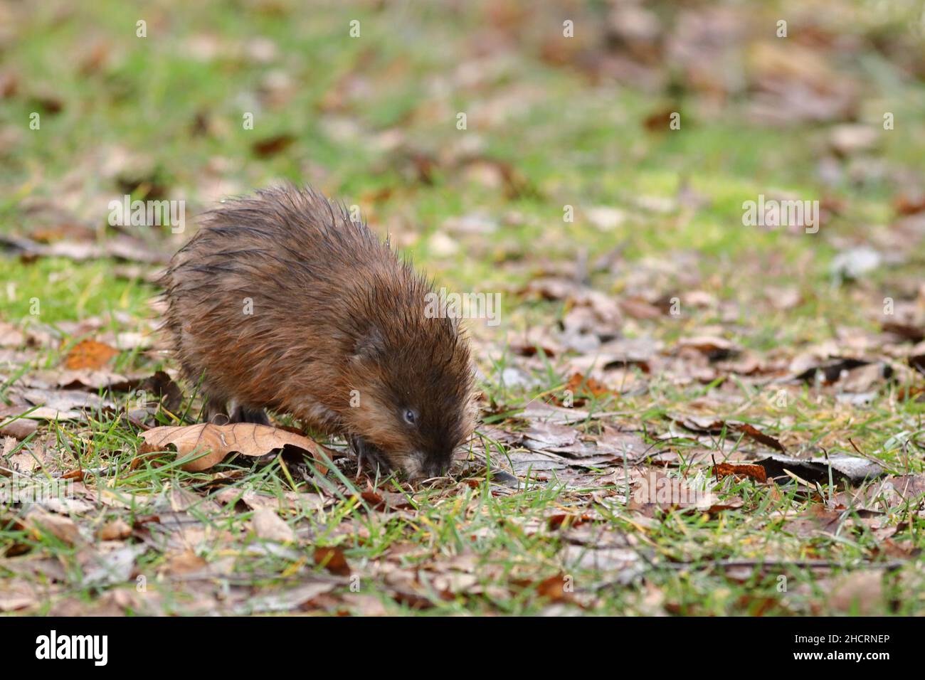 close up of a muskrat in nature Stock Photo - Alamy