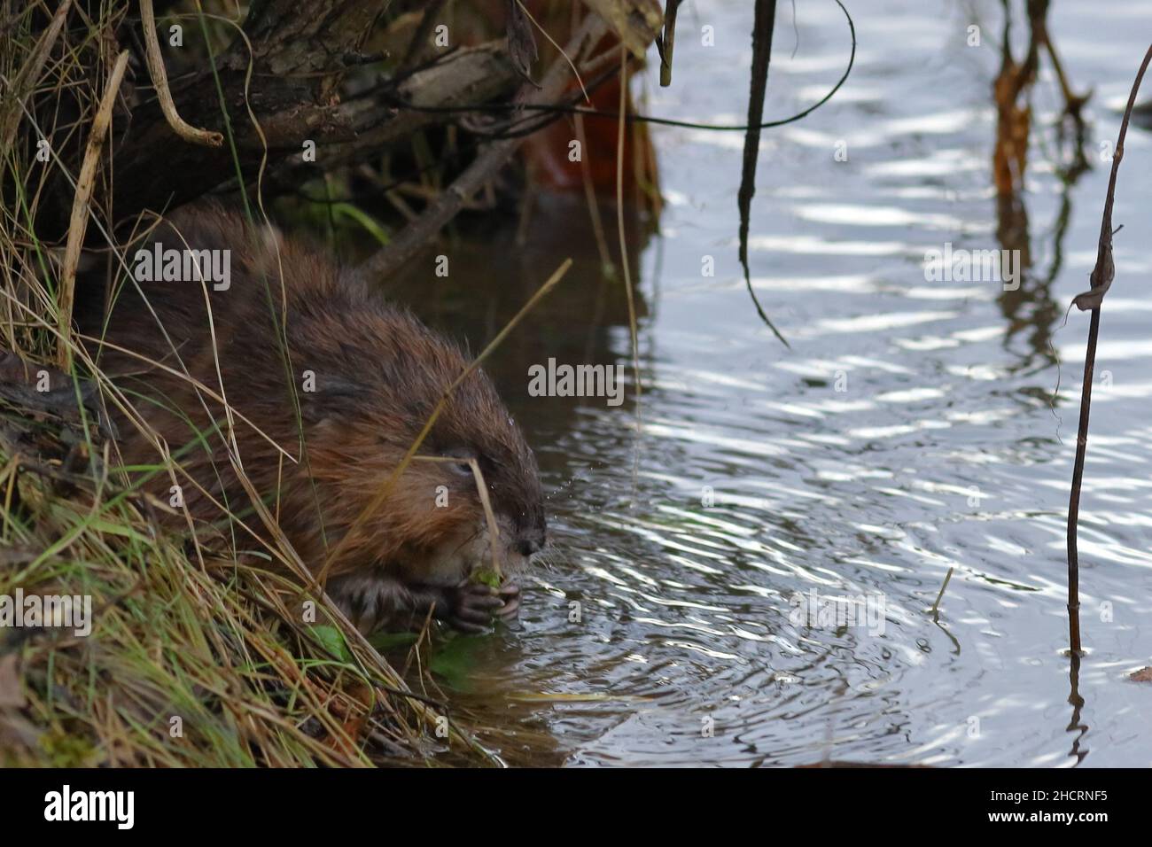 Muskrat in winter hi-res stock photography and images - Alamy