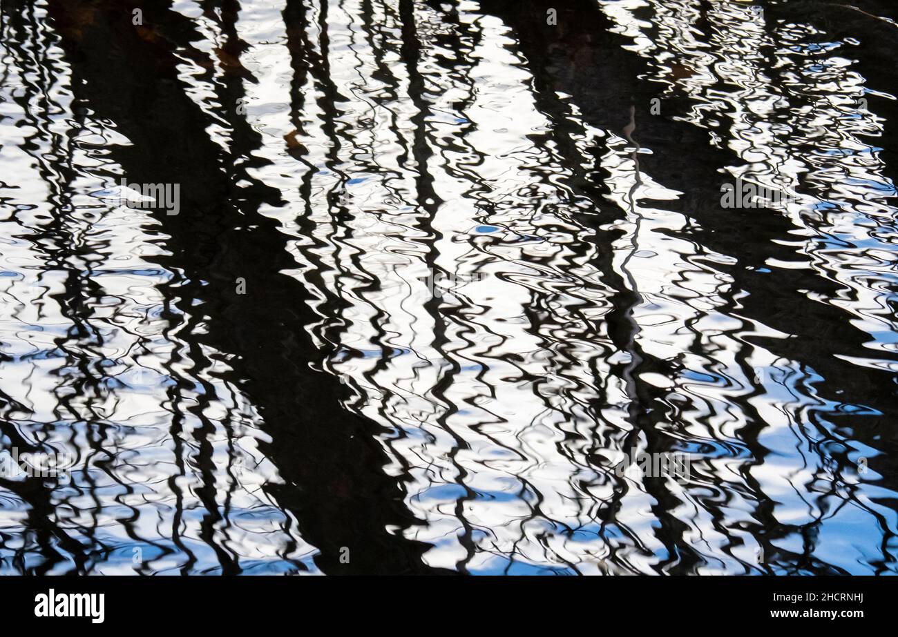 Willow trees reflected in a pool at Foulshaw Moss, Cumbria, UK Stock ...