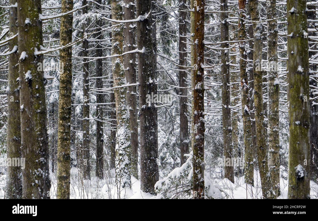 The edge of the forest with snow-covered fir trees and pine trees ...