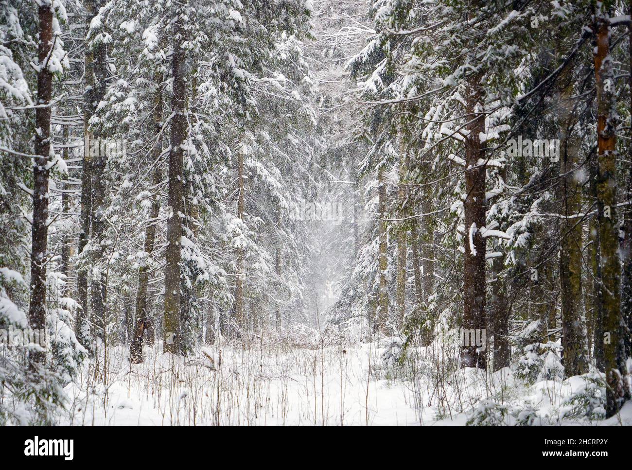 The edge of the forest with snow-covered fir trees and pine trees ...