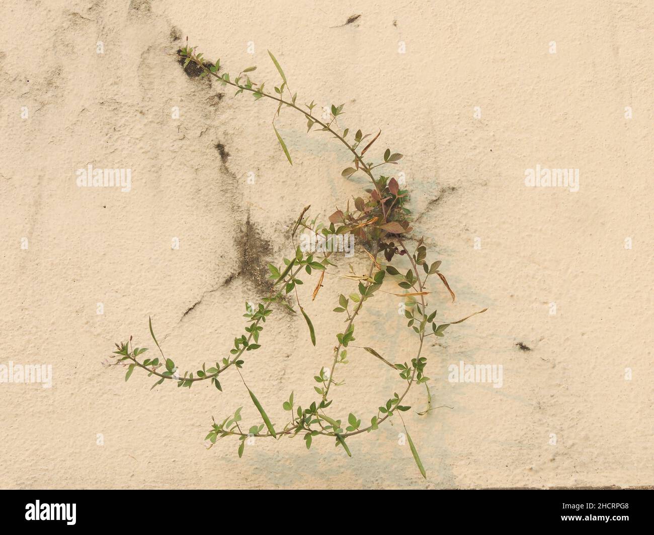 Plant growing out of a weathered wall with stains Stock Photo - Alamy