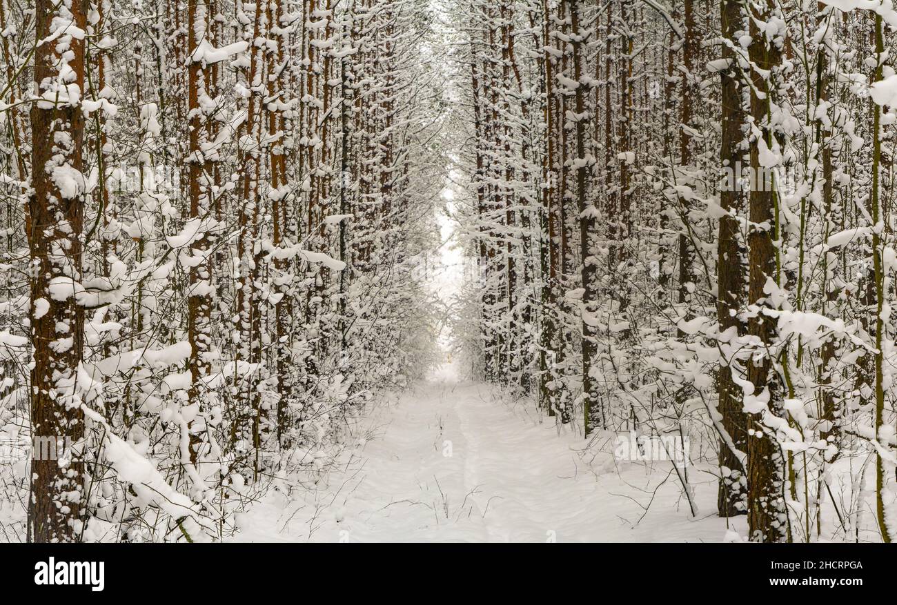 The edge of the forest with snow-covered fir trees and pine trees ...