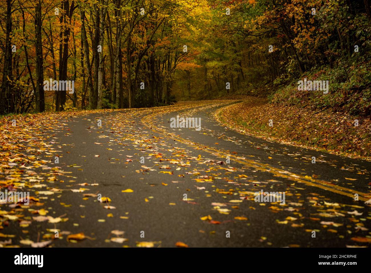 Wet Road Covered with Leaves Bends Through Forest in the Great Smoky ...