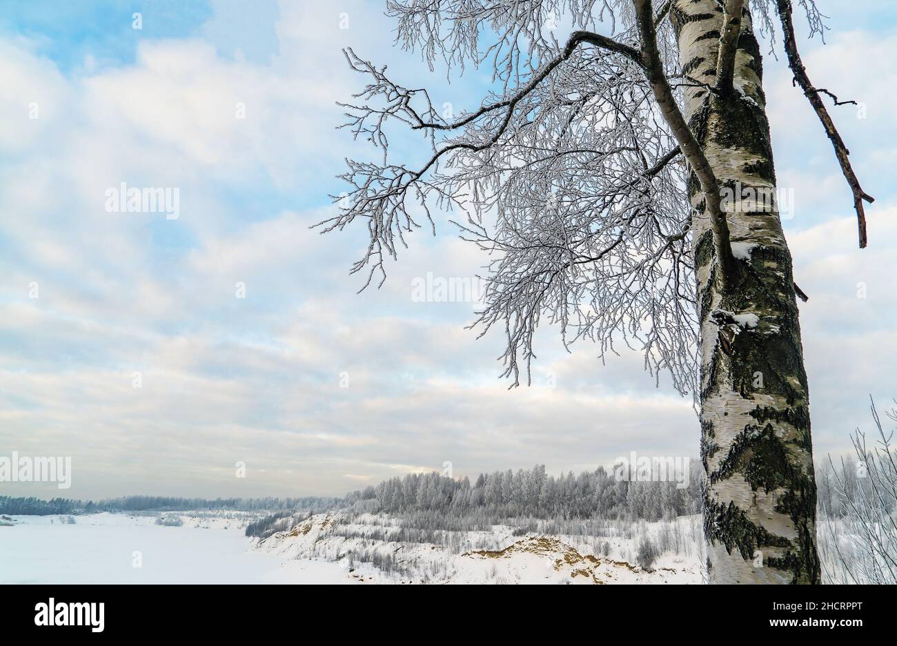 Birch covered with frost and snow against a blue sky with clouds and ...
