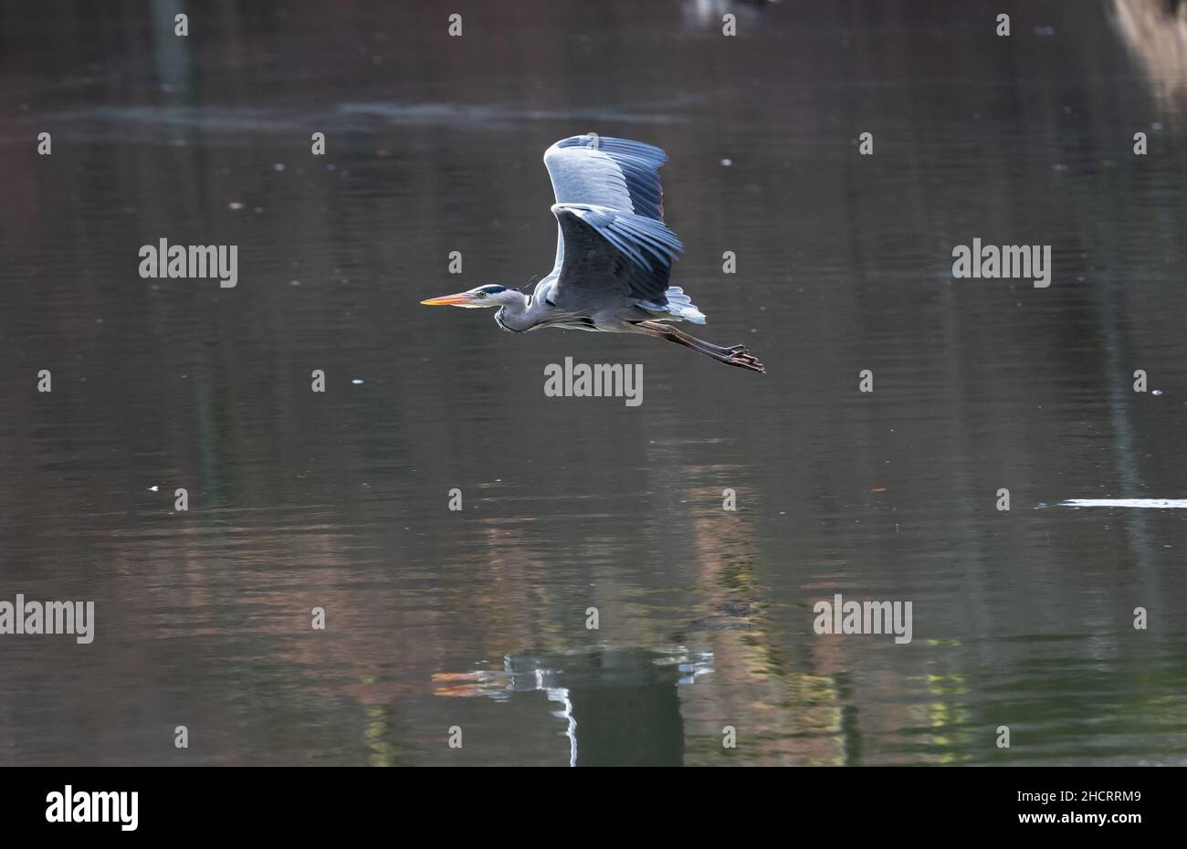 A beautiful grey heron is flying low over the smooth water surface of ...