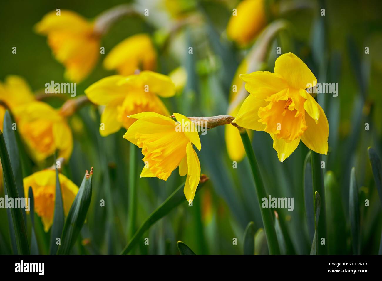 Daffodil (Narcissus pseudonarcissus), also called common daffodil or trumpet narcissus Stock ...
