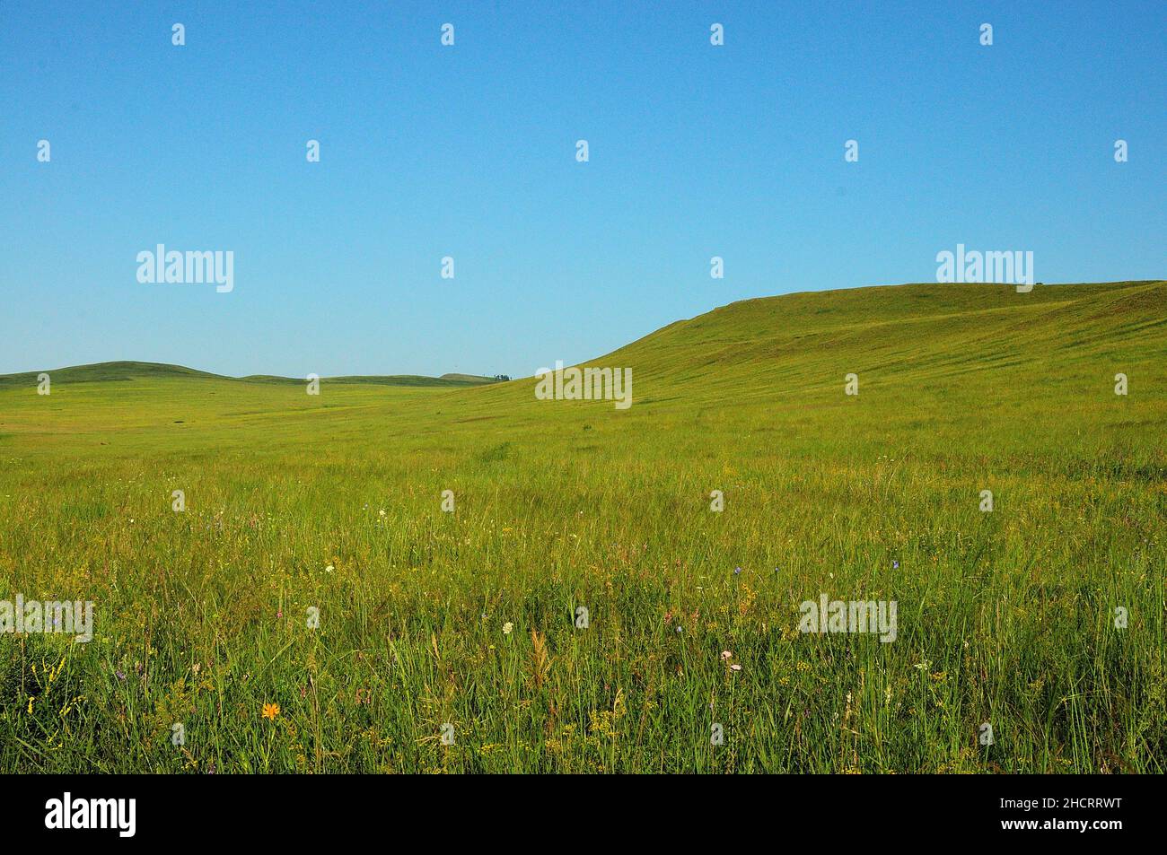 Endless hilly steppes under a clear summer sky, overgrown with tall ...