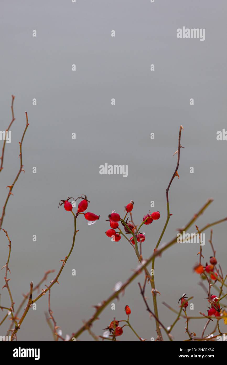 Rose hips in winter highlighted against a water background in Steveston ...