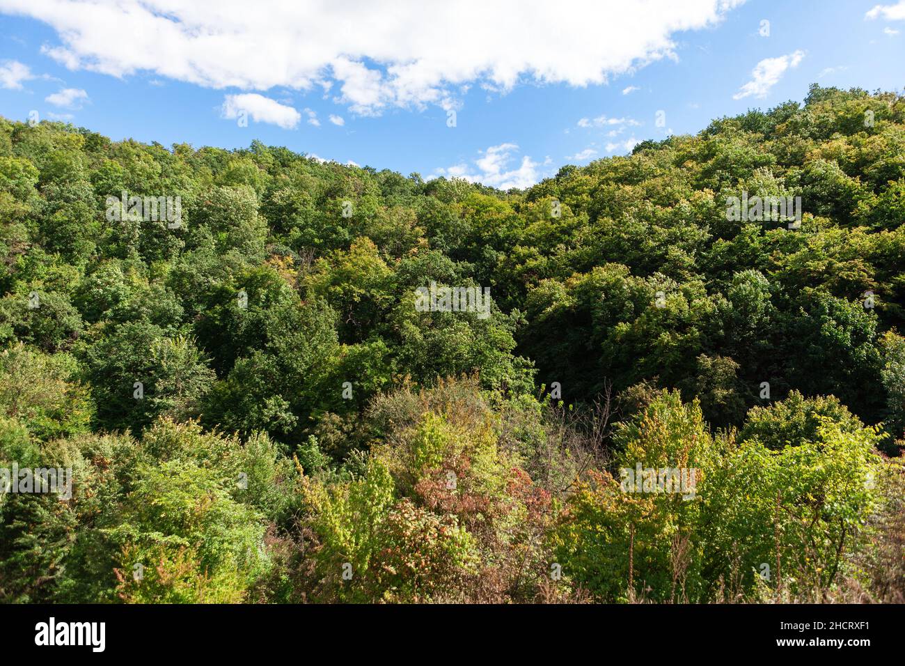 Sunshine in oak treetop hi-res stock photography and images - Alamy