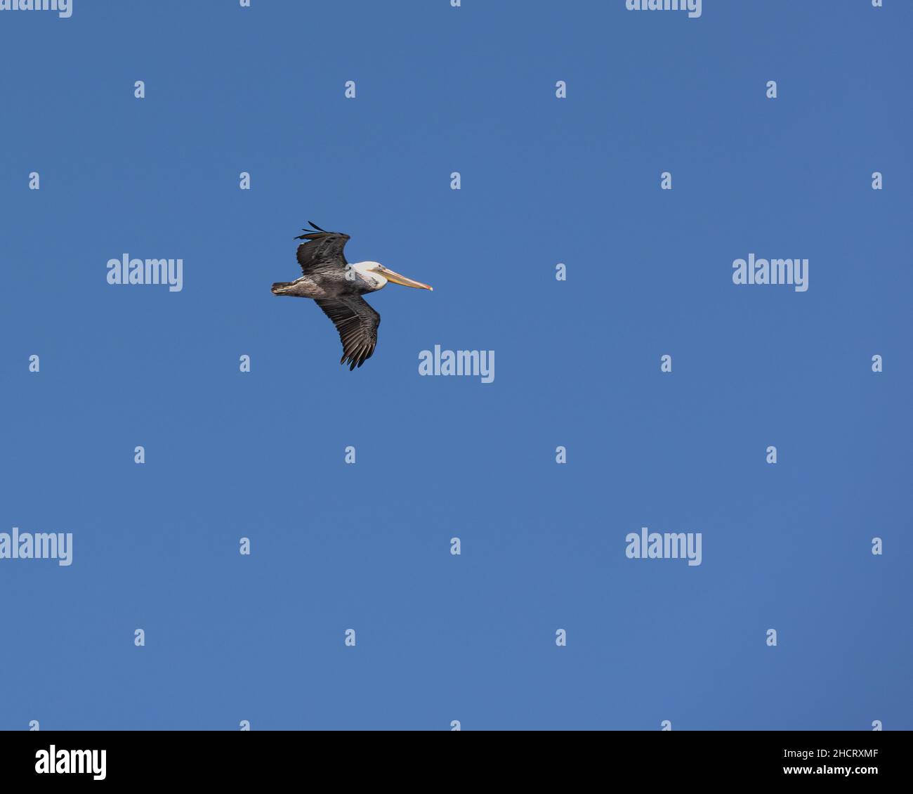 Pelican flying in blue sky Stock Photo - Alamy