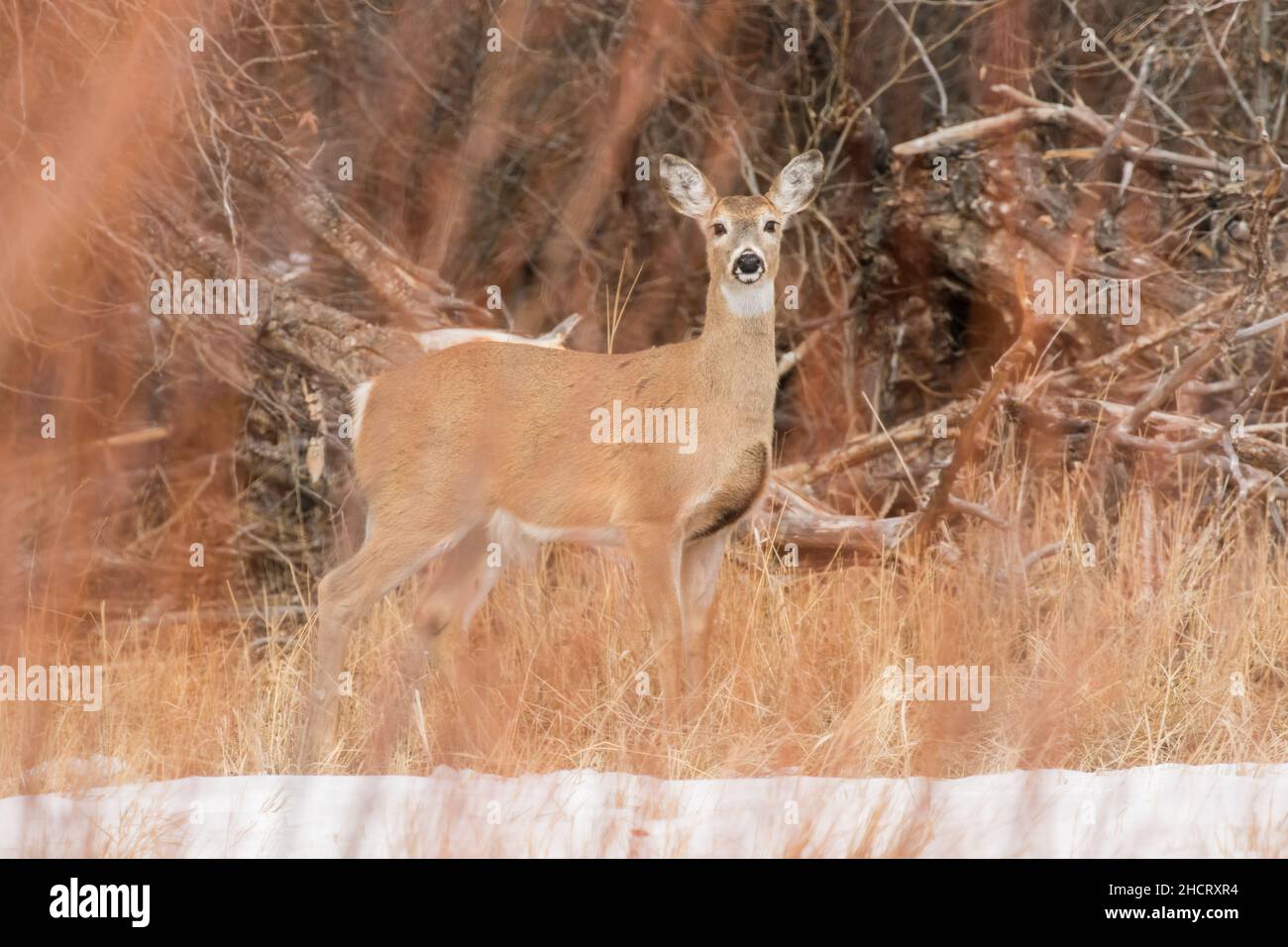 Whitetail deer doe hi-res stock photography and images - Alamy