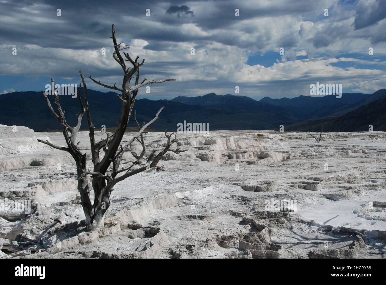 Canary Spring Yellowstone National Park Travertine Terraces Stock Photo ...