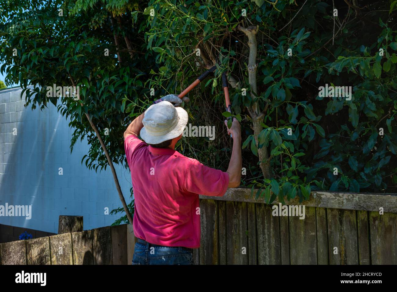 A gardener trimming tree branches with pruning loppers along the fence ...