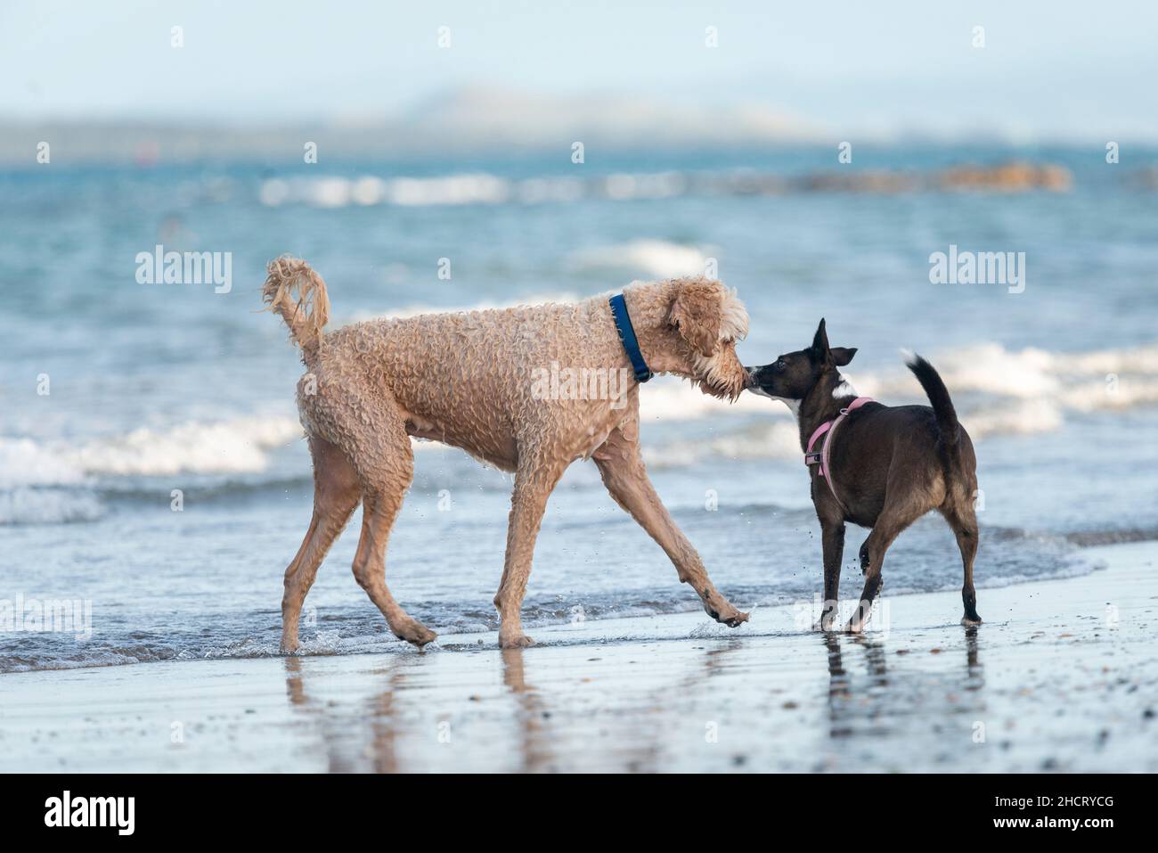 Two dogs playing on a sandy beach in Auckland Stock Photo - Alamy