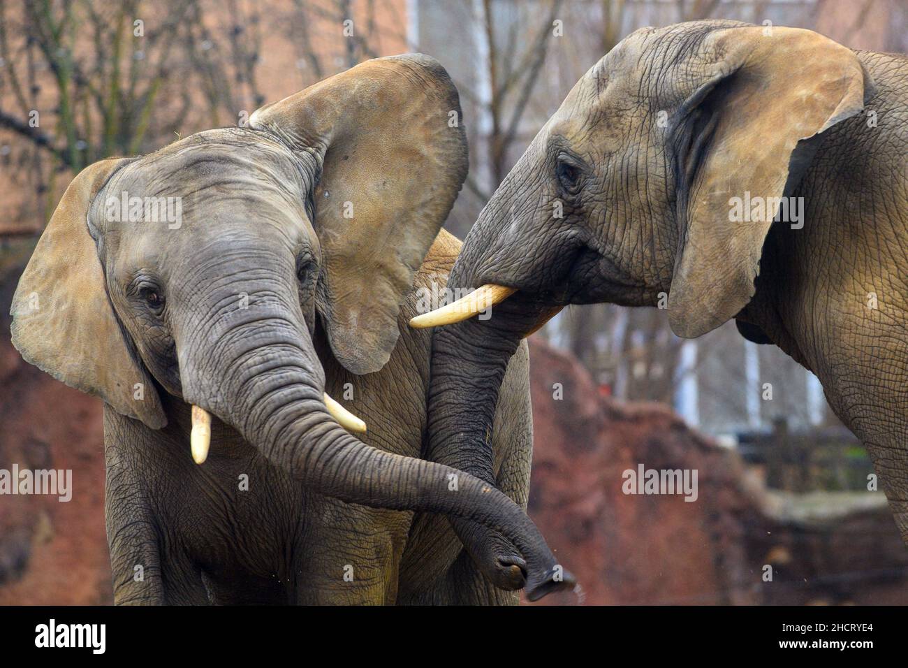 Magdeburg, Germany. 29th Dec, 2021. Two elephants compete in the ...