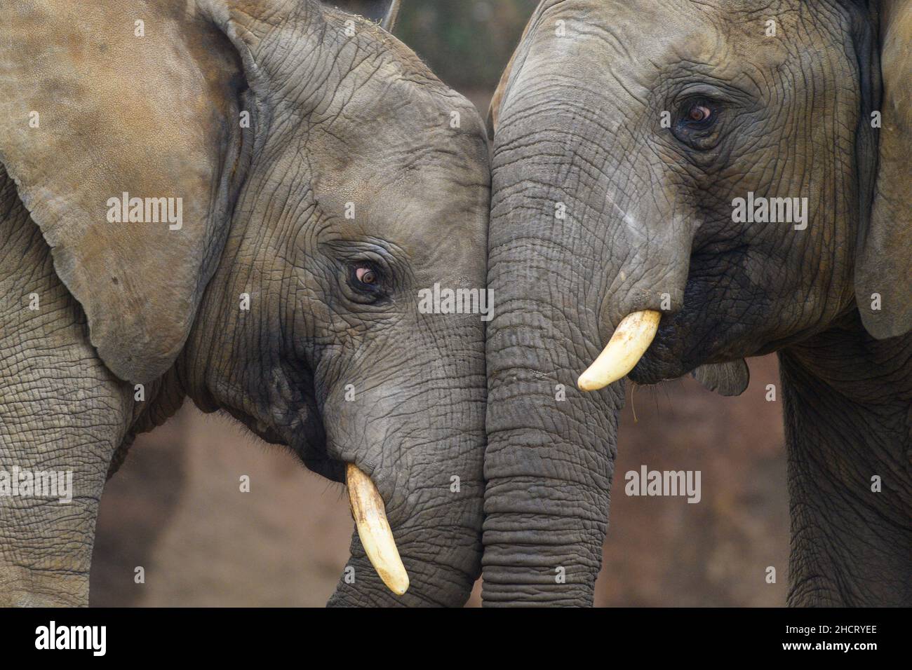 Magdeburg, Germany. 29th Dec, 2021. Two elephants compete in the ...