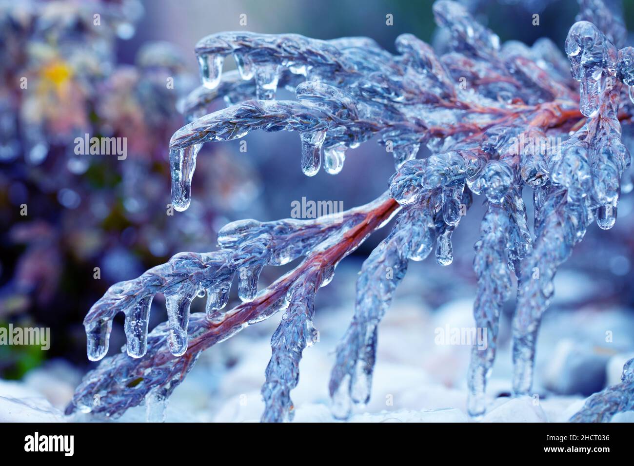 Evergreen garden frost soil leaves hi-res stock photography and images ...