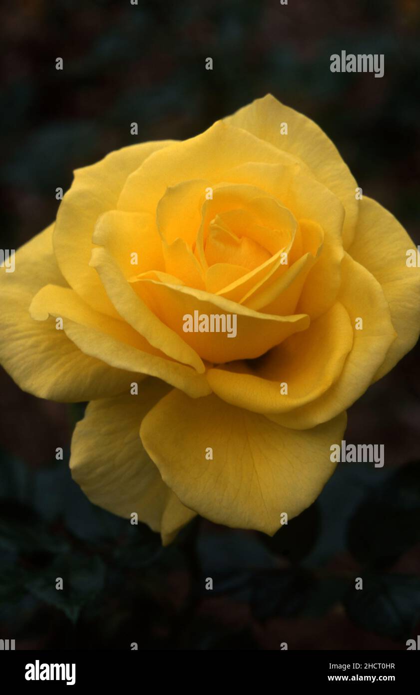 YELLOW ROSE FLORIBUNDA 'FRIESIA CROSE'' Stock Photo - Alamy