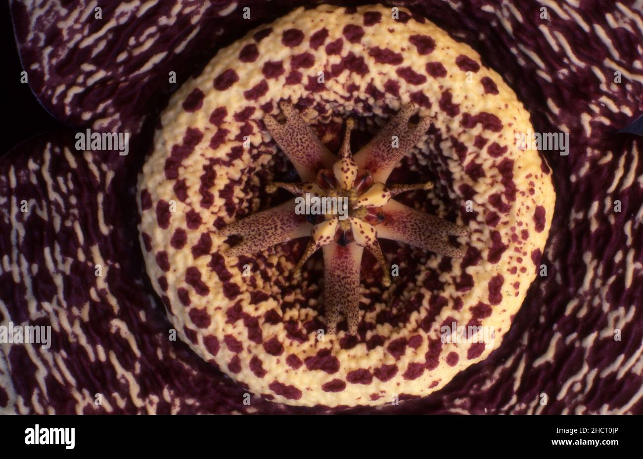 STAPELIA VARIEGATA SYN. ORBEA VARIEGATA (PUNGENT CARRION Stock Photo ...