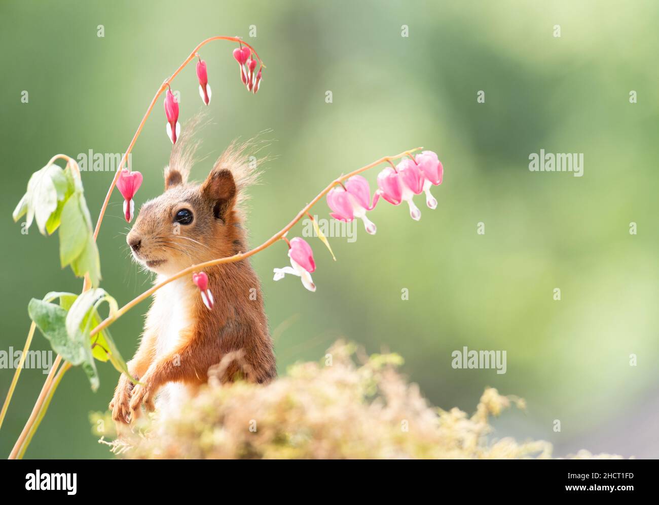 Bleeding ear hi-res stock photography and images - Alamy