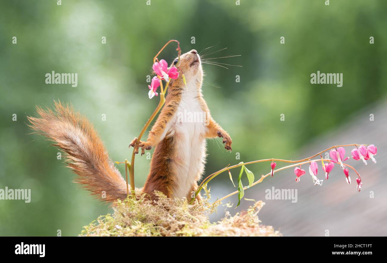 Bleeding ear hi-res stock photography and images - Alamy