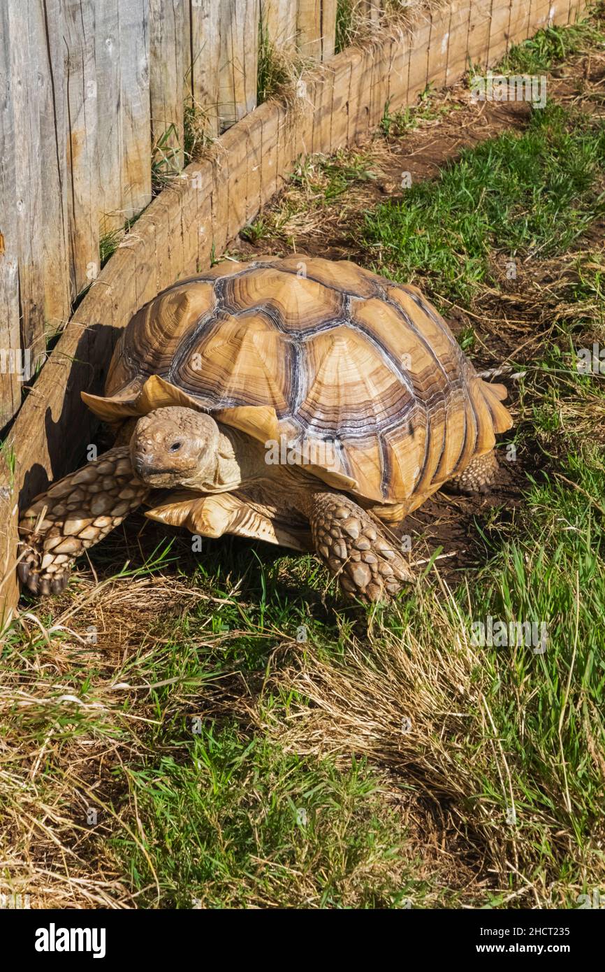 England, Dorset, Beaminster, Mapperton House and Gardens, The Sulcata ...